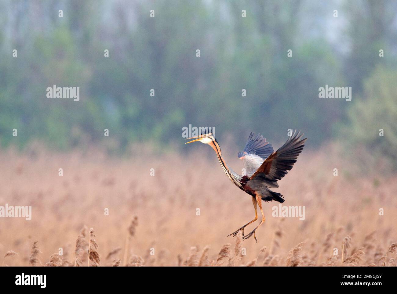 Purperreiger, Purple Heron, Ardea purpurea Stock Photo - Alamy