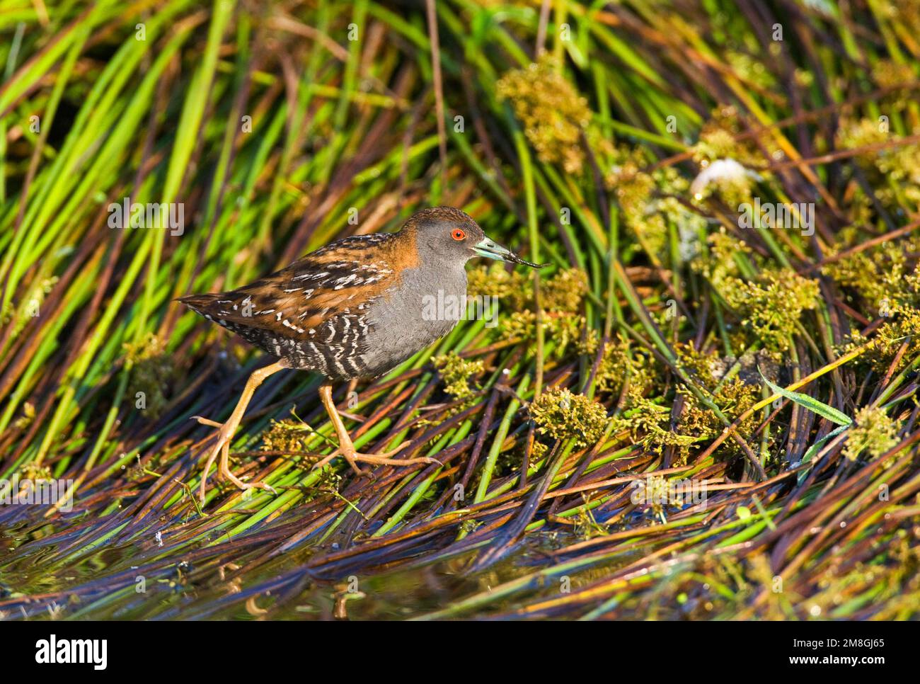 Kleinst Waterhoen; Baillon's Crake; Porzana pusilla Stock Photo - Alamy