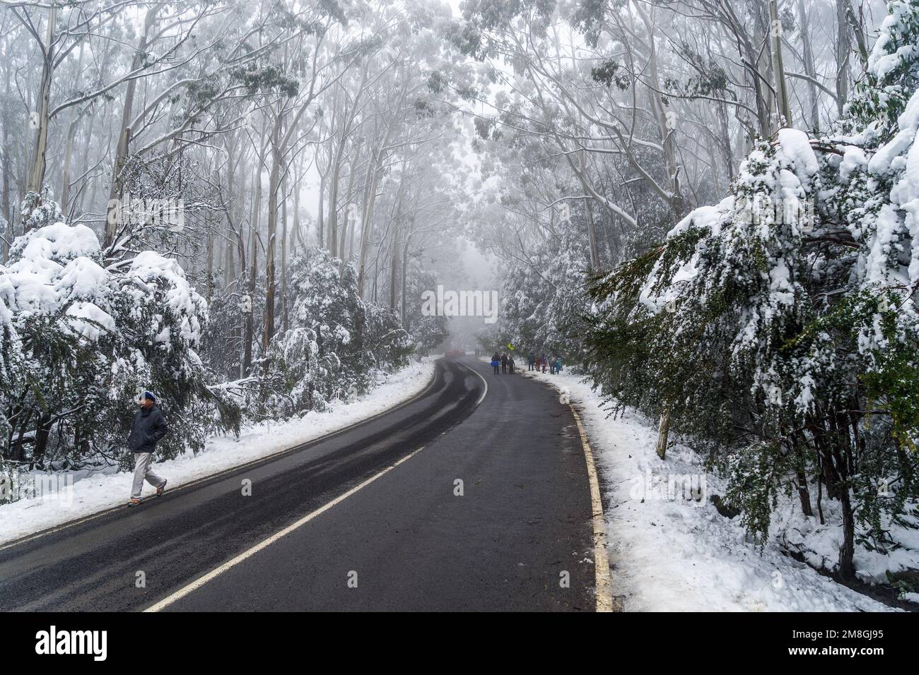 Mt Donna Buang, Victoria, Australia - Road through the snow covered ...