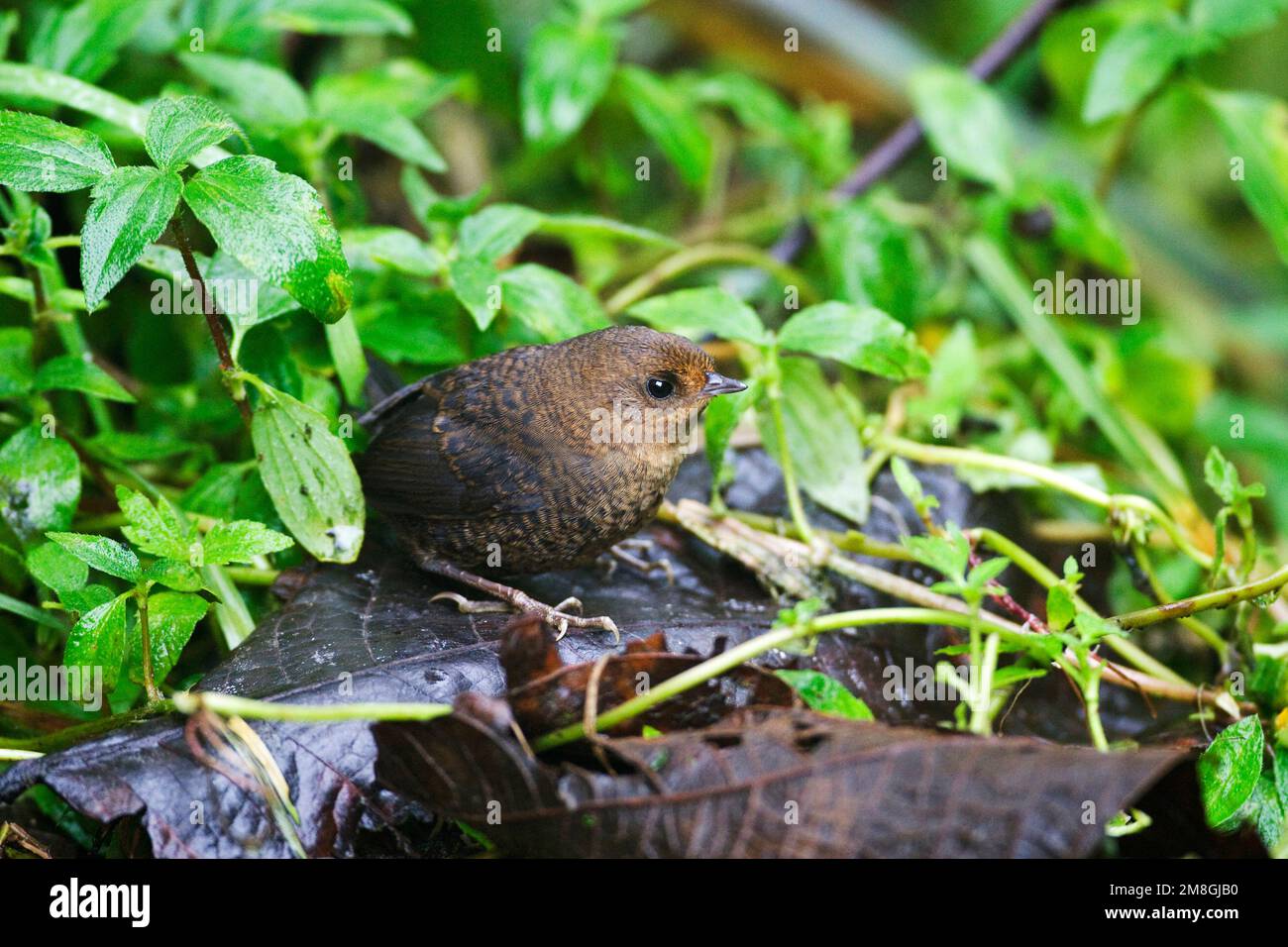 Parkers Tapaculo; Chusquea Tapaculo Stock Photo - Alamy