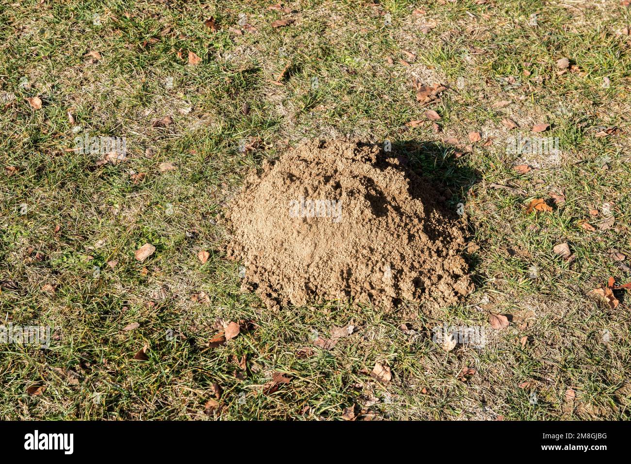 Mole dug hi-res stock photography and images - Alamy