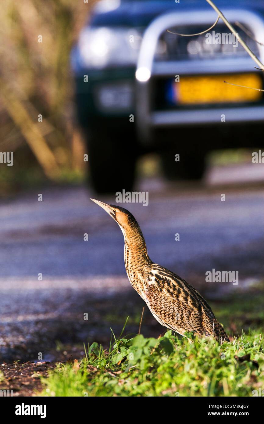 Roerdomp hi-res stock photography and images - Alamy