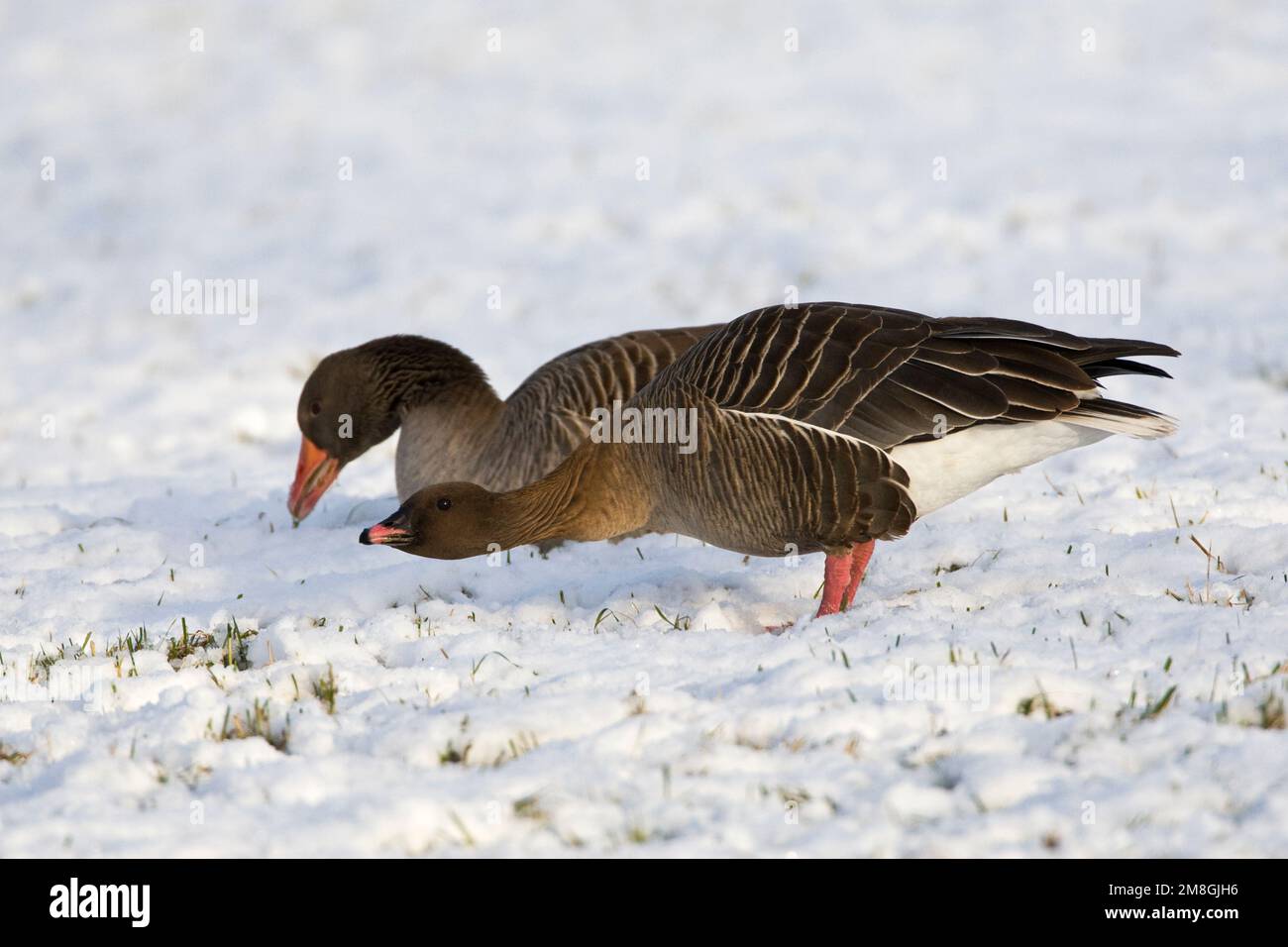 Kleine Rietgans in de sneeuw; Pink-footed Goose in snow Stock Photo - Alamy
