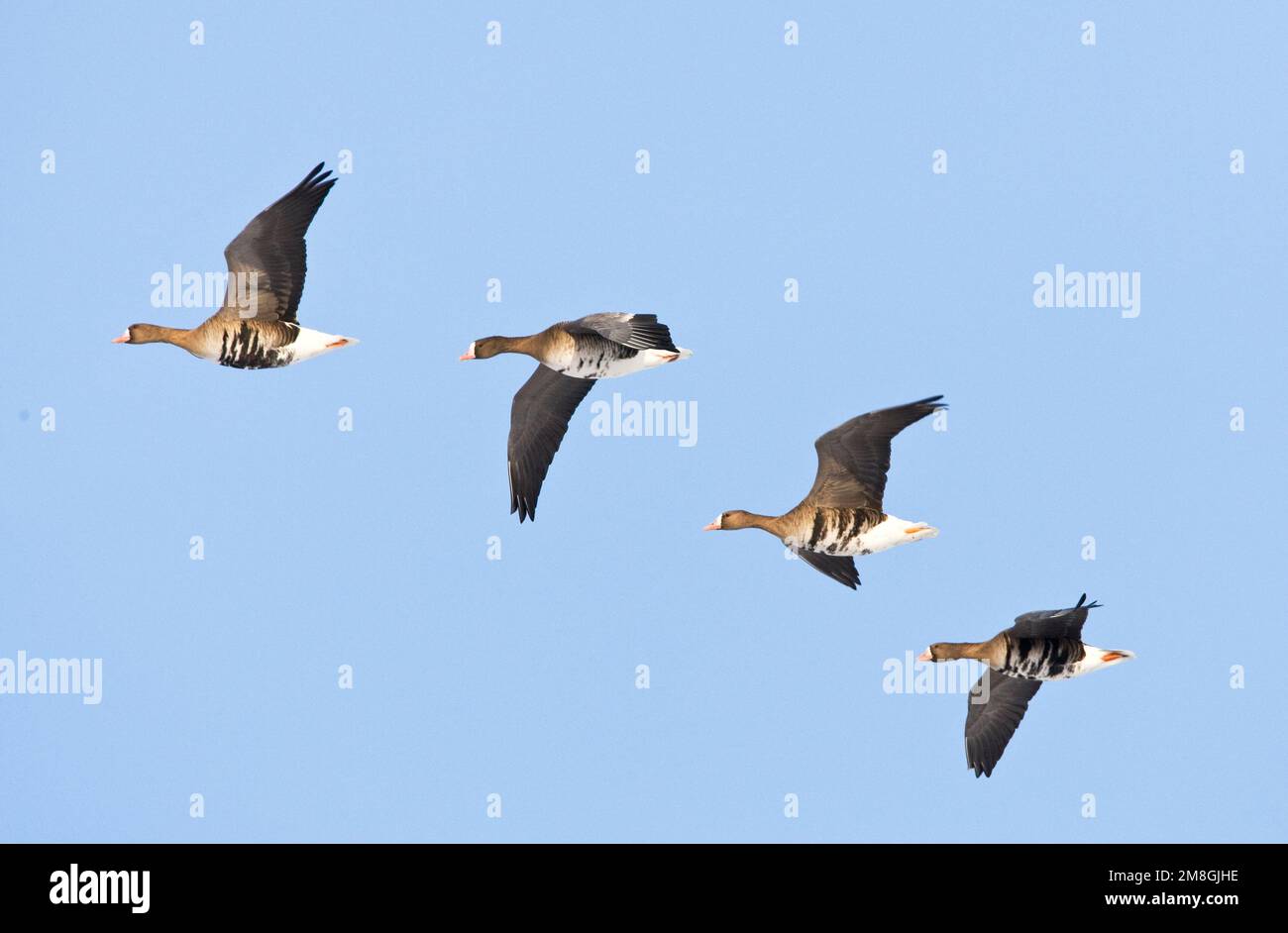 Kolgans in de vlucht; Greater White-fronted Goose in flight Stock Photo ...