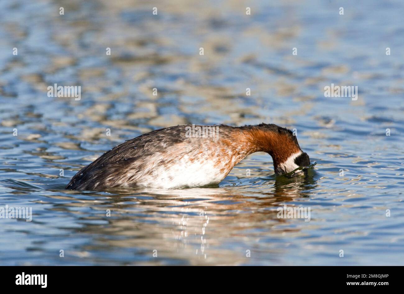 Volwassen Roodhalsfuut in zomerkleed; Adult Red-necked Grebe in breeding plumage Stock Photo - Alamy