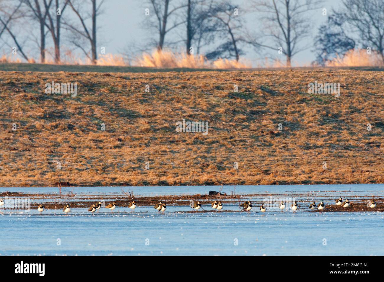 Kievit groep rustend; Northern Lapwing group resting Stock Photo - Alamy
