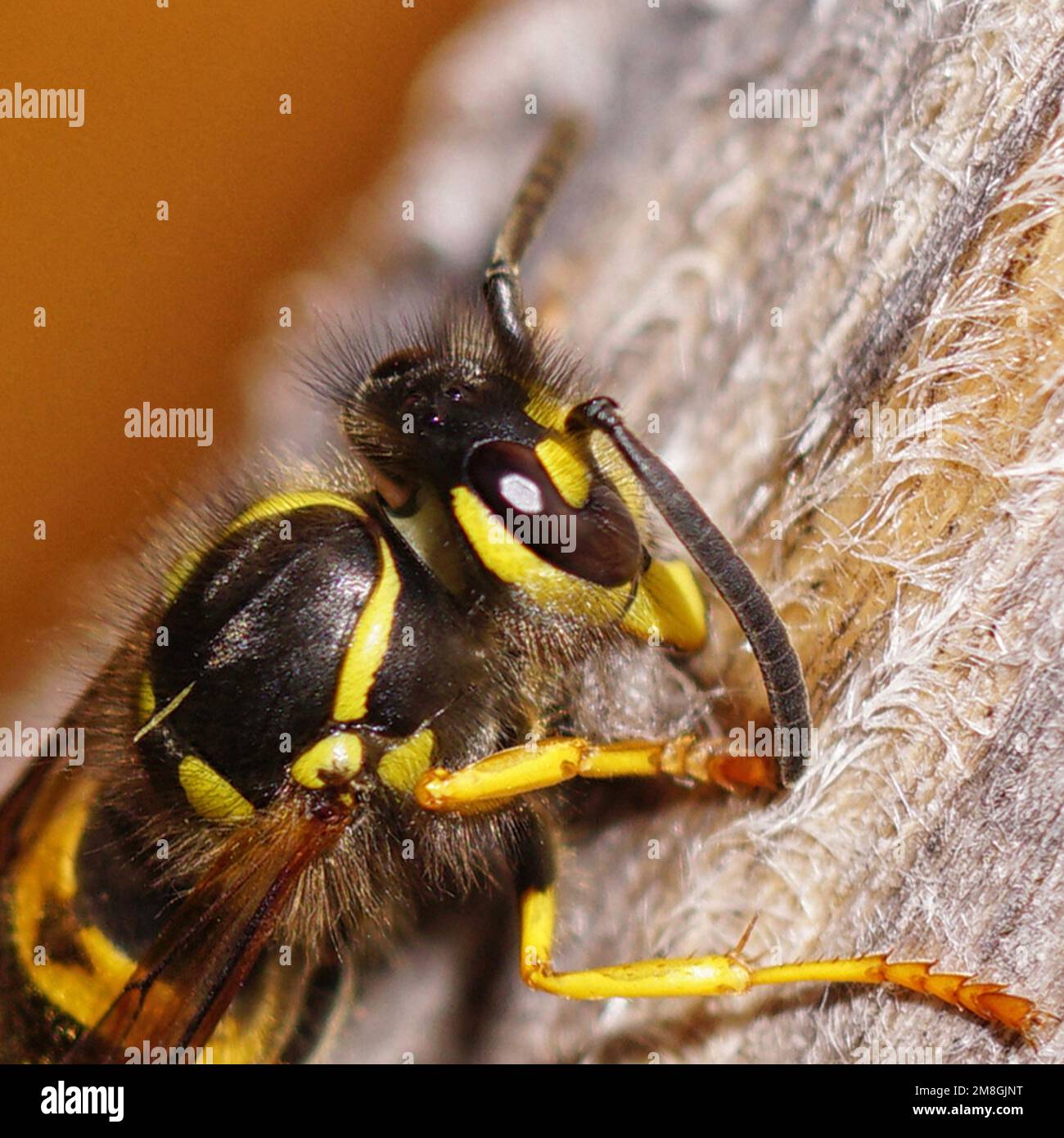 Sammelt insekten hi-res stock photography and images - Alamy