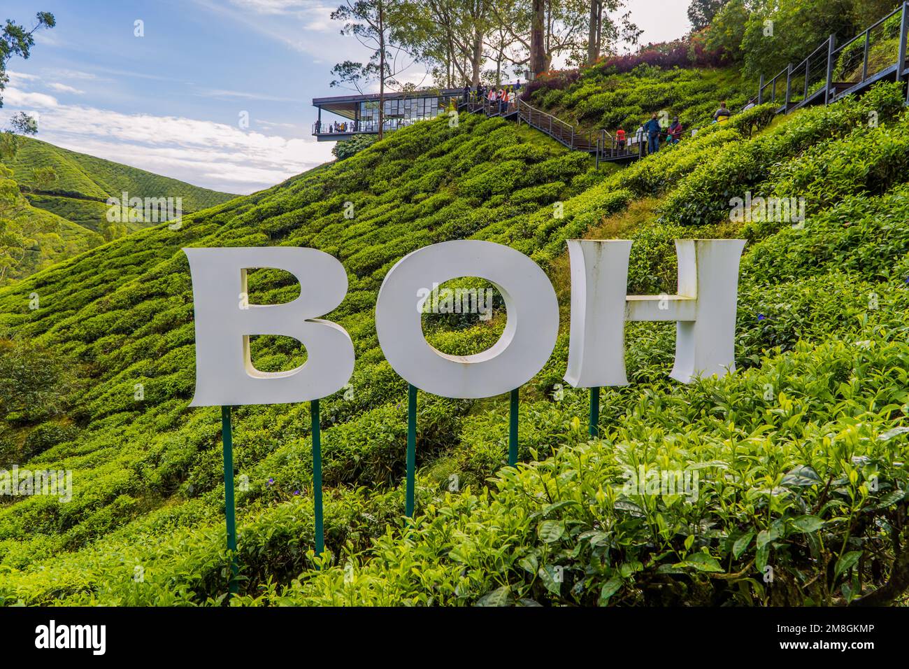 The BOH tea plantation in Brinchang, Cameron Highlands, Malaysia Stock ...