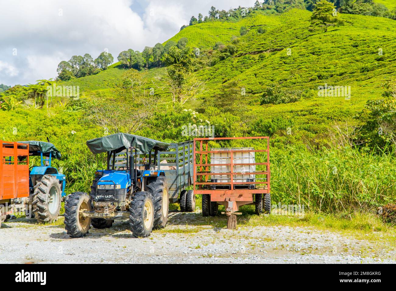 The BOH tea plantation in Brinchang, Cameron Highlands, Malaysia Stock ...