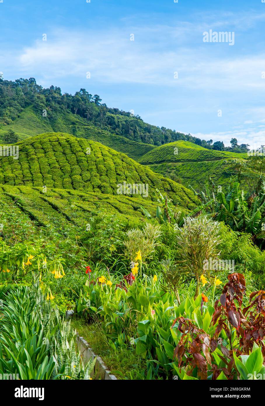 The BOH tea plantation in Brinchang, Cameron Highlands, Malaysia Stock ...