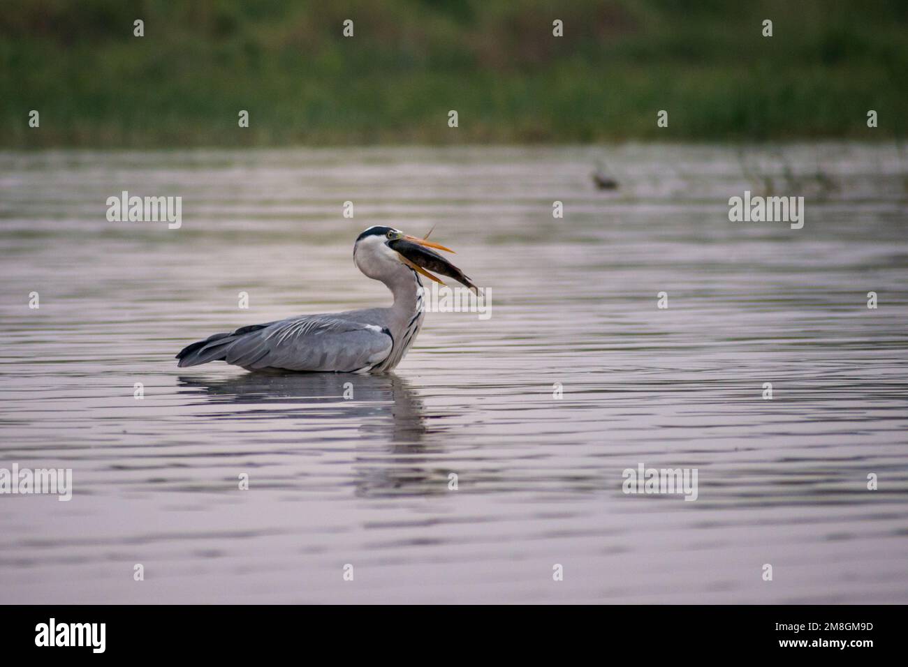 A Grey Heron with fish in its beak wading through water at Bhigwan Bird ...