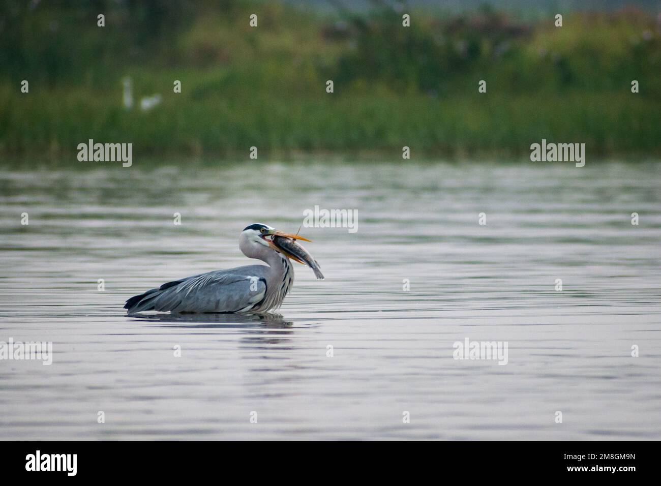 A Grey Heron with fish in its beak wading through water at Bhigwan Bird ...