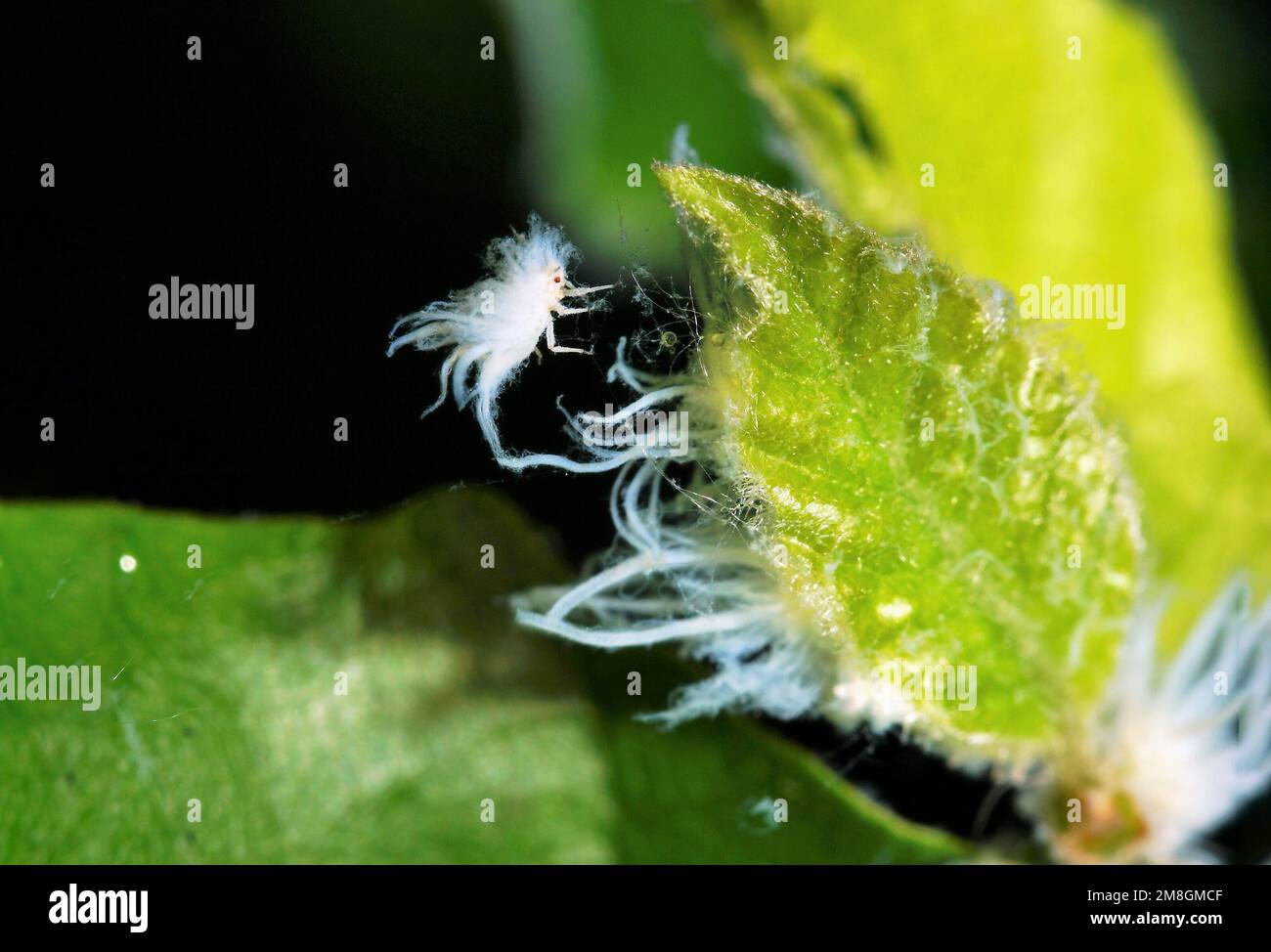 Insekten insect hi-res stock photography and images - Alamy