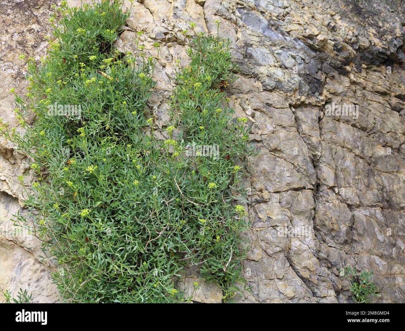 Branchy rocks hi-res stock photography and images - Alamy
