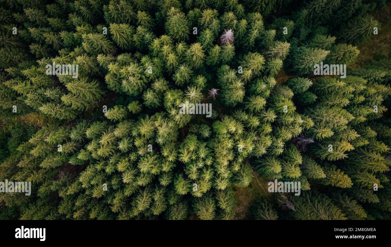 A top view of the beautiful dense forest with green trees during the ...