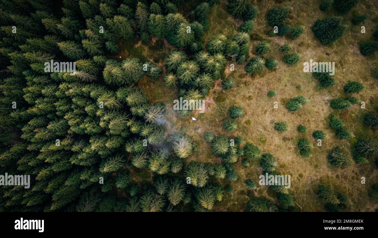 A top view of the beautiful dense forest with green trees during the ...