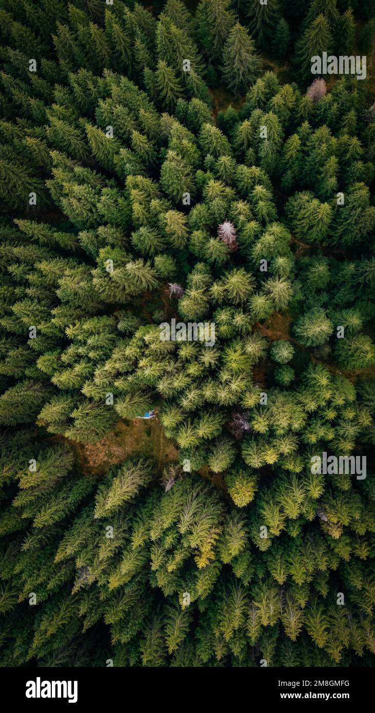 A top view of the beautiful dense forest with green trees during the ...