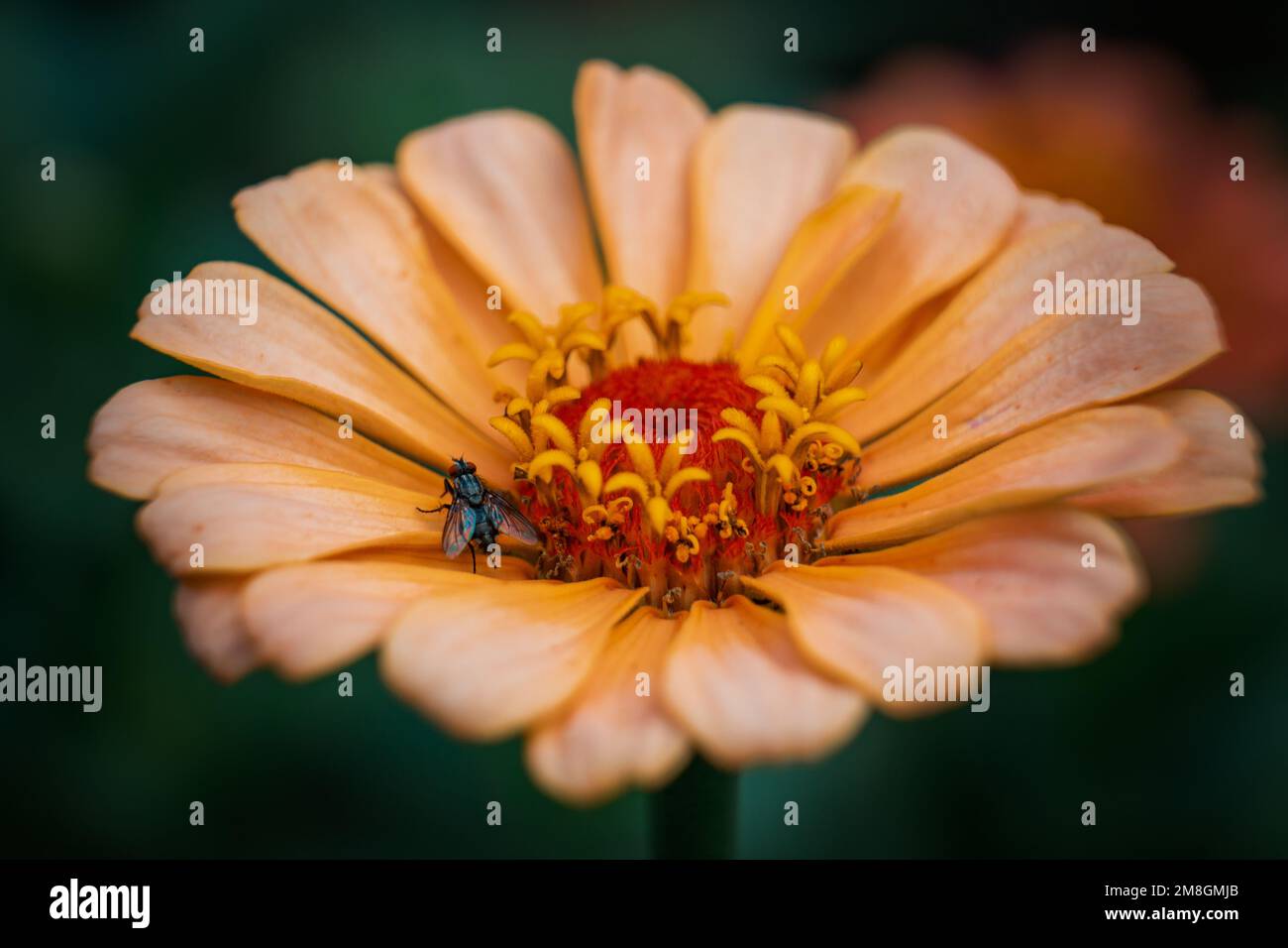 A closeup of a small fly resting on the orange petals of a delicate ...