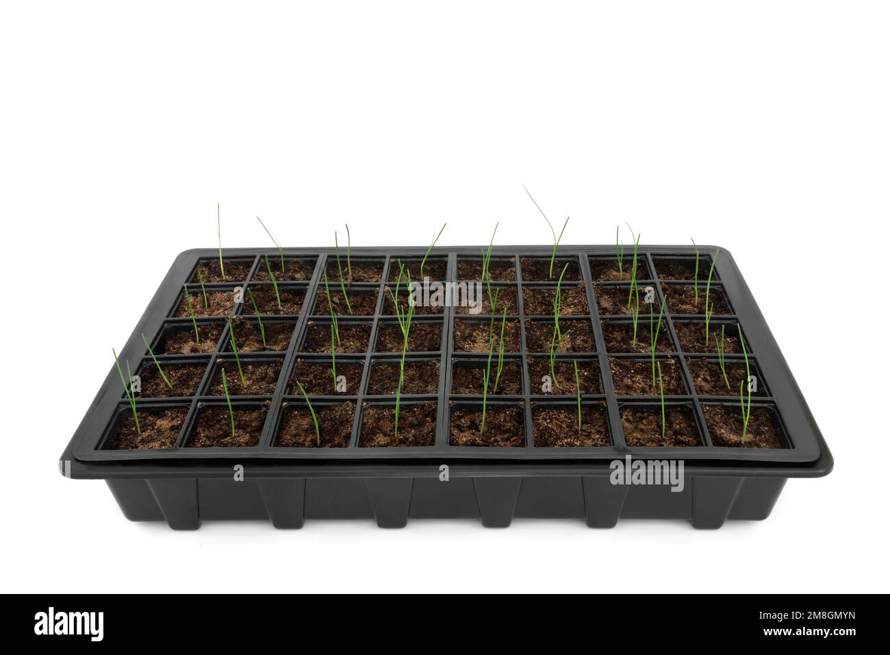 Black plastic seed tray with baby leek seedling plants. Gardening ...