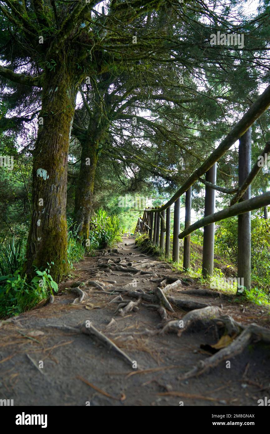 A path into the forest was full of roots that lead the direction Stock ...