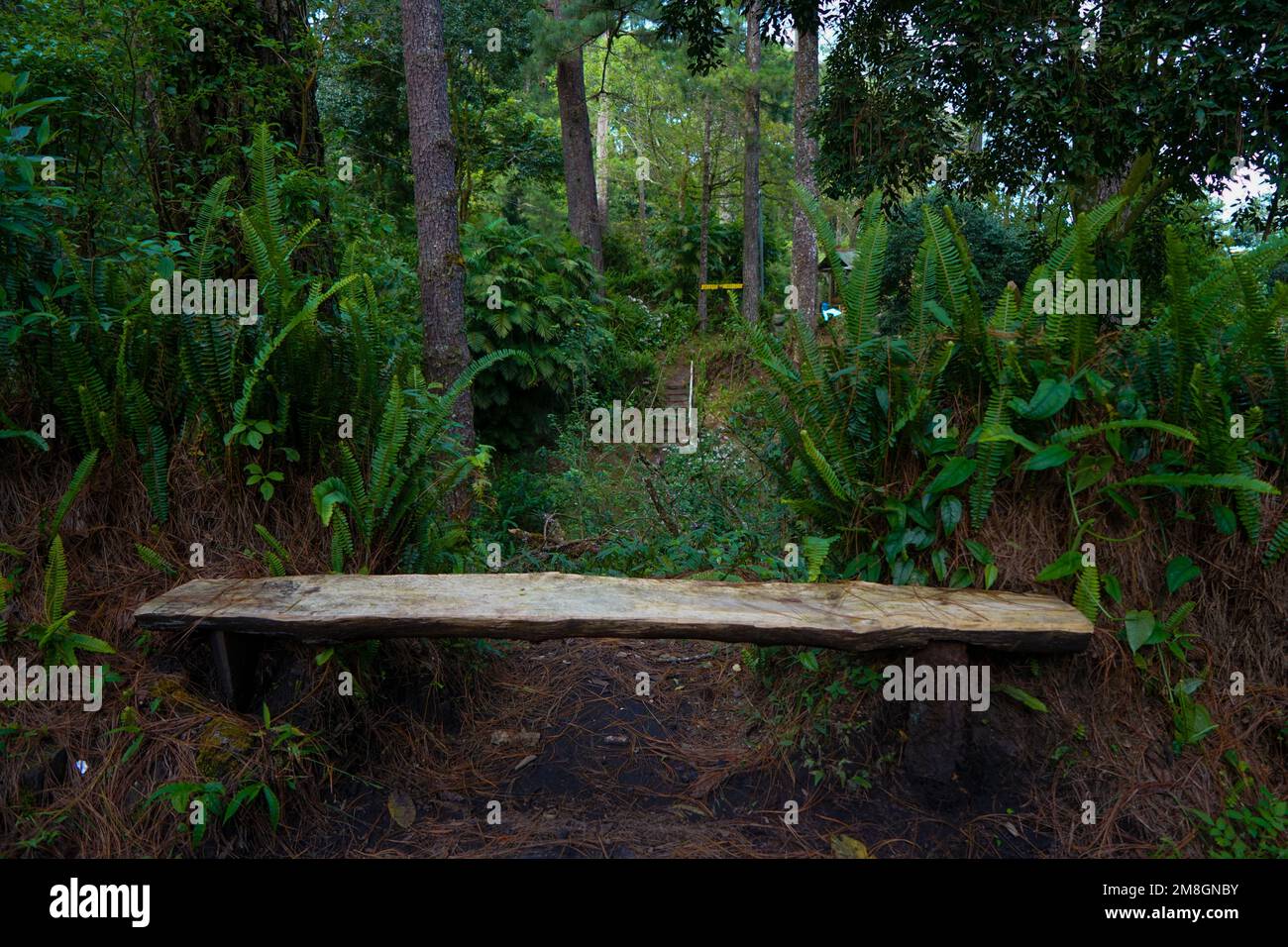 Wooden bench to sit while the others are walking Stock Photo - Alamy
