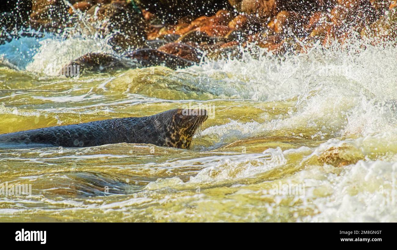 Grey seal making its way to shore through heavy surf Stock Photo - Alamy