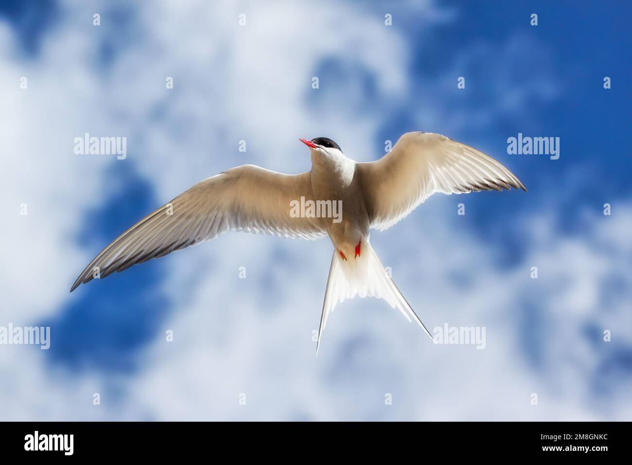 Arctic tern fly hi-res stock photography and images - Alamy
