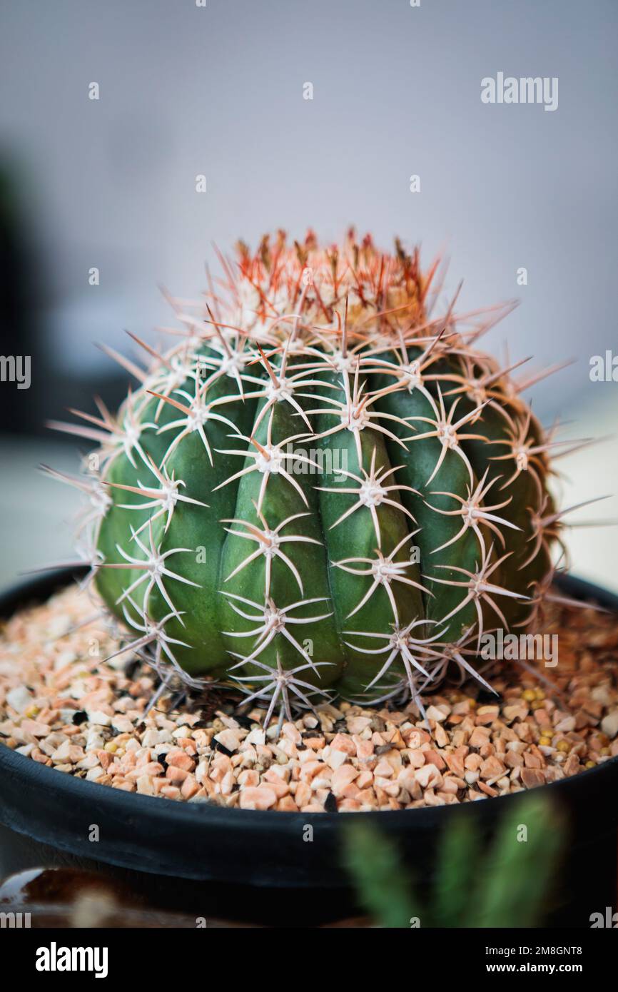 Melocactus pot hi-res stock photography and images - Alamy