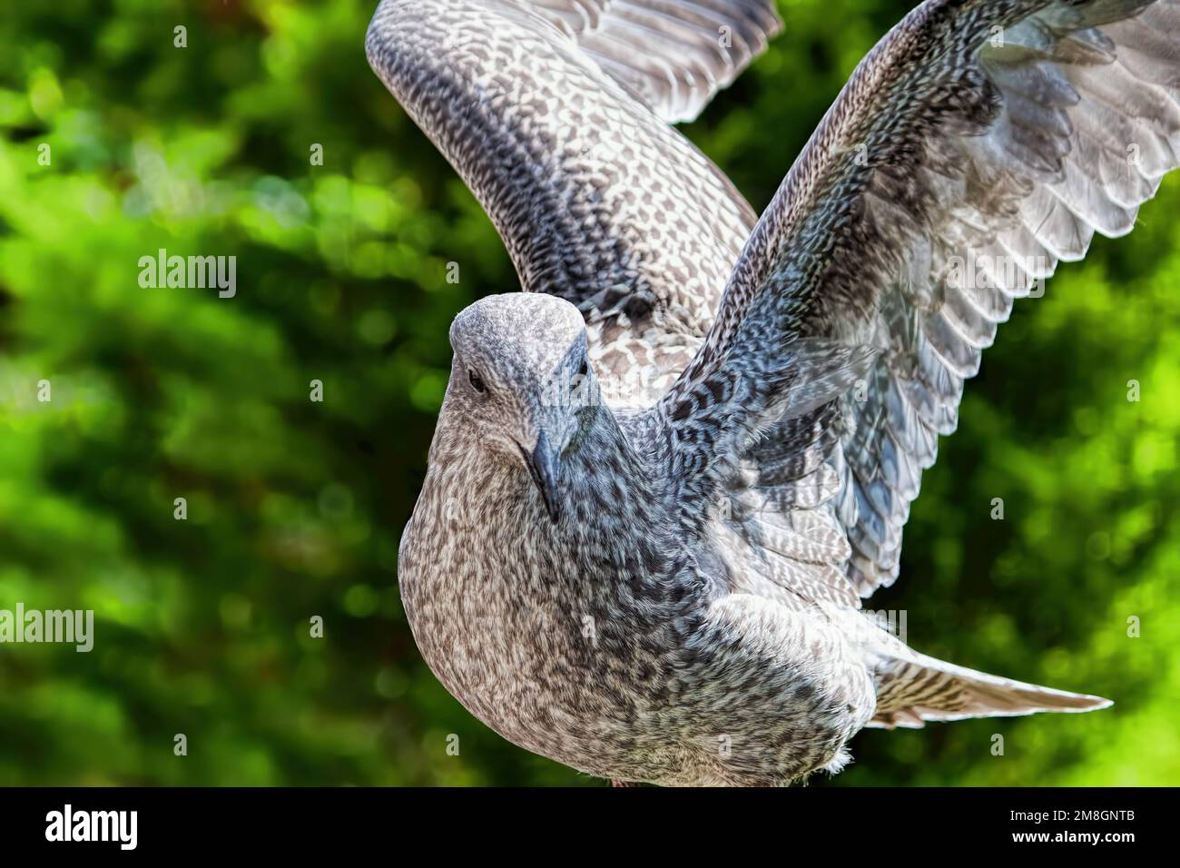 Gull stretching wings hi-res stock photography and images - Alamy