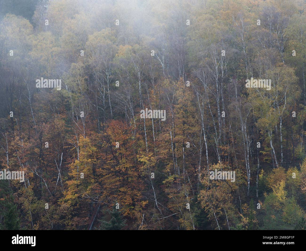 Trees in the Belgian High Fens in Liege Belgium Stock Photo - Alamy