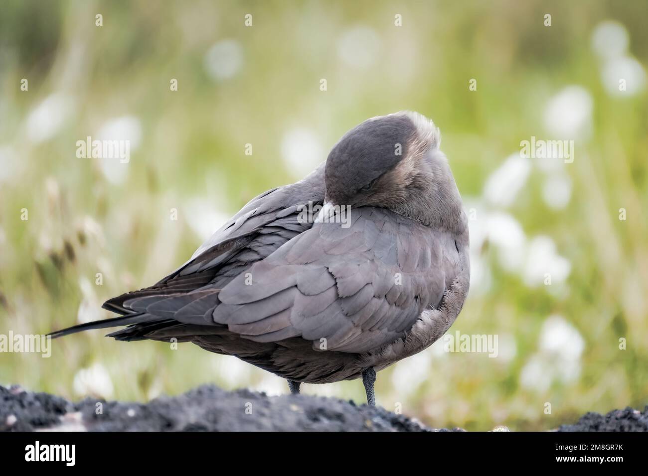 Arctic skua preening her feathers Stock Photo - Alamy