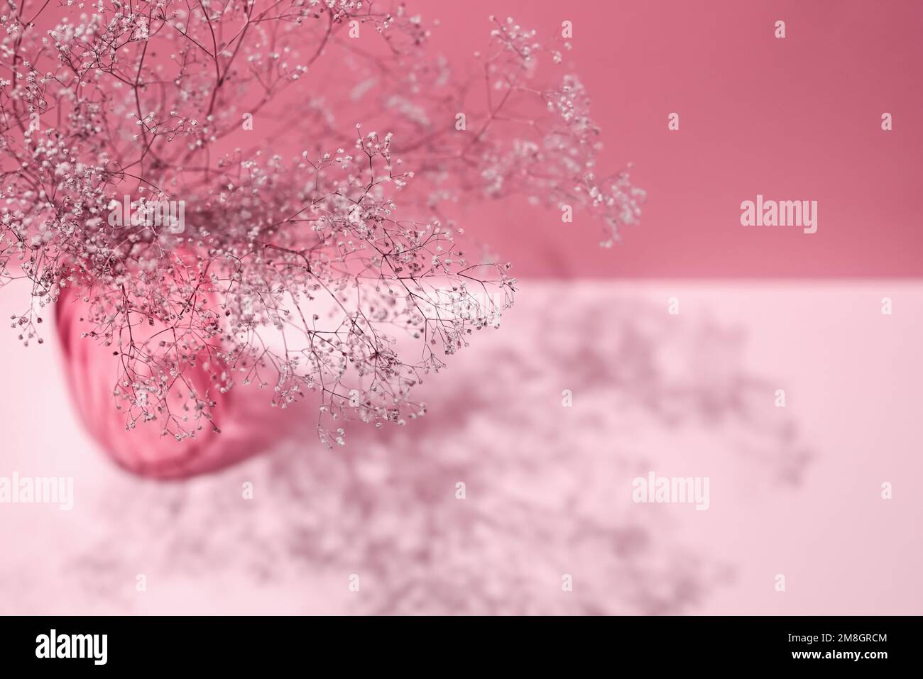 Branches of a dry fragile plant in a glass vase. Magenta background ...