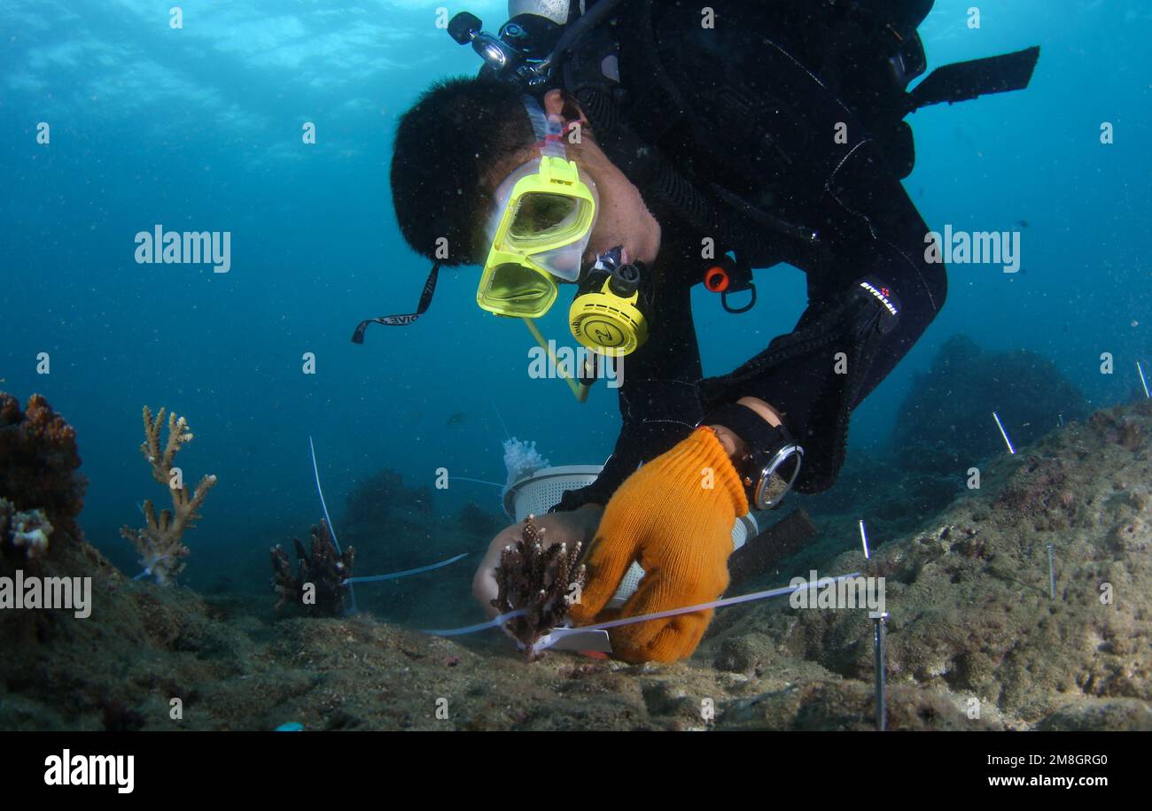 Haikou, China's Hainan Province. 17th Nov, 2022. A diver transplants ...