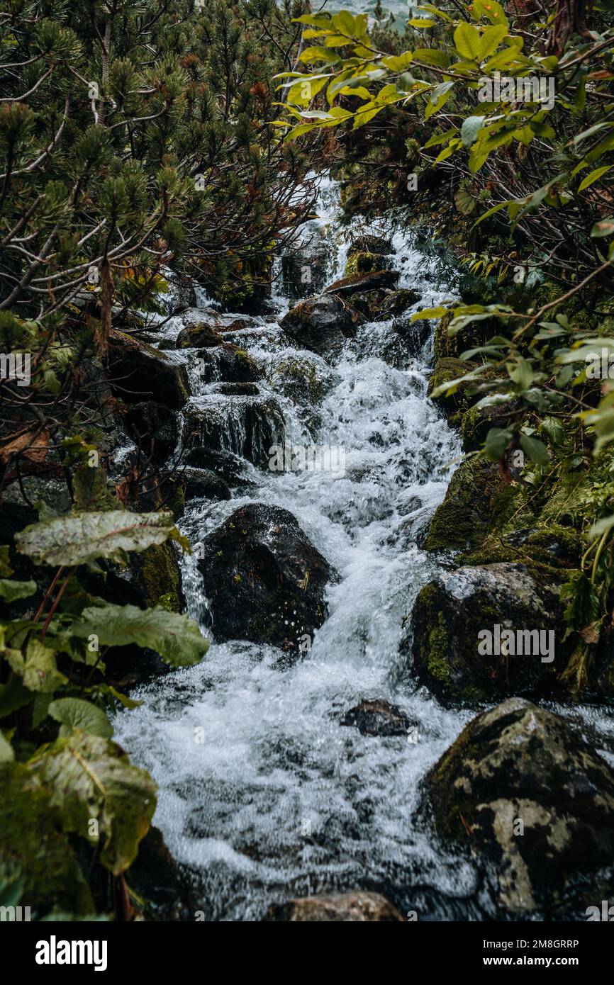 A vertical shot of the foamy river surrounded by the green trees in the ...