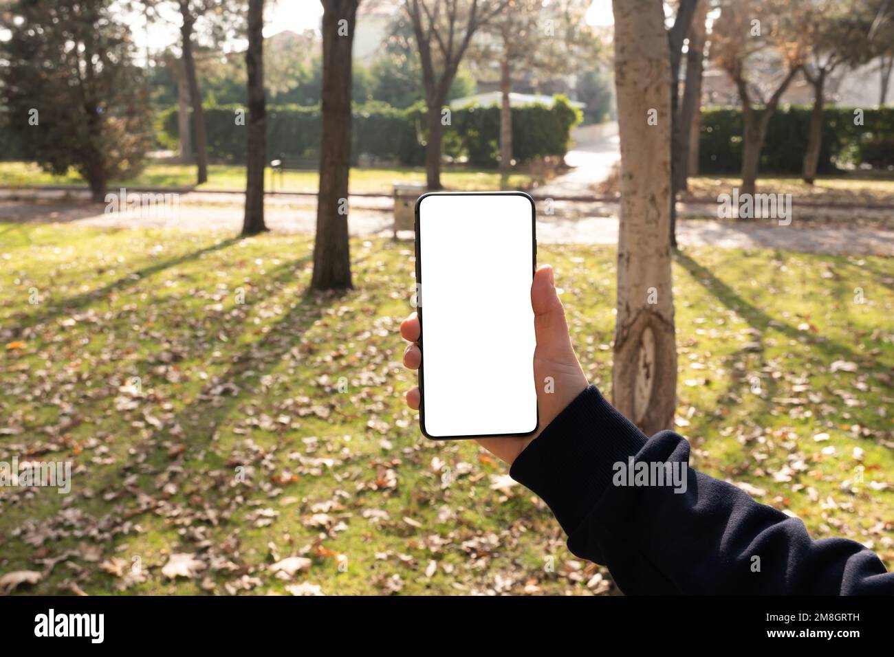 Smartphone mock up. Showing white blank empty screen. Autumn park ...