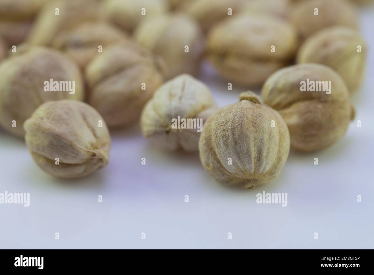 close up of white cardamom isolated on white background Stock Photo - Alamy