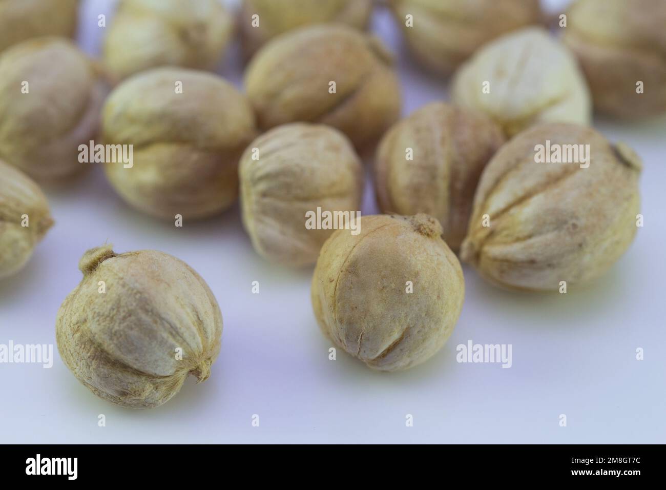 close up of white cardamom isolated on white background Stock Photo - Alamy