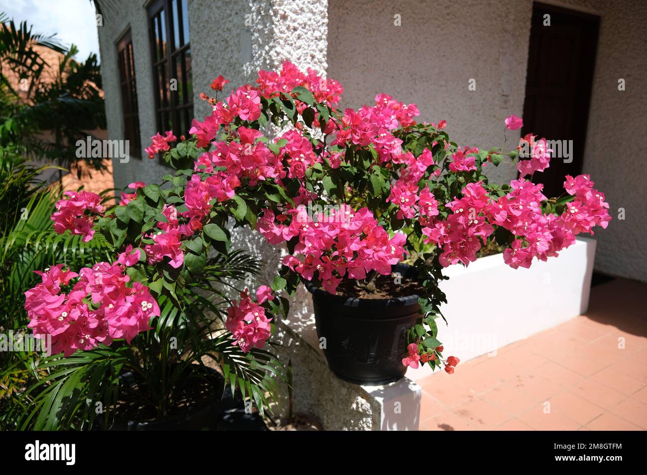 Bougainvillea bougainvillea hi-res stock photography and images - Alamy