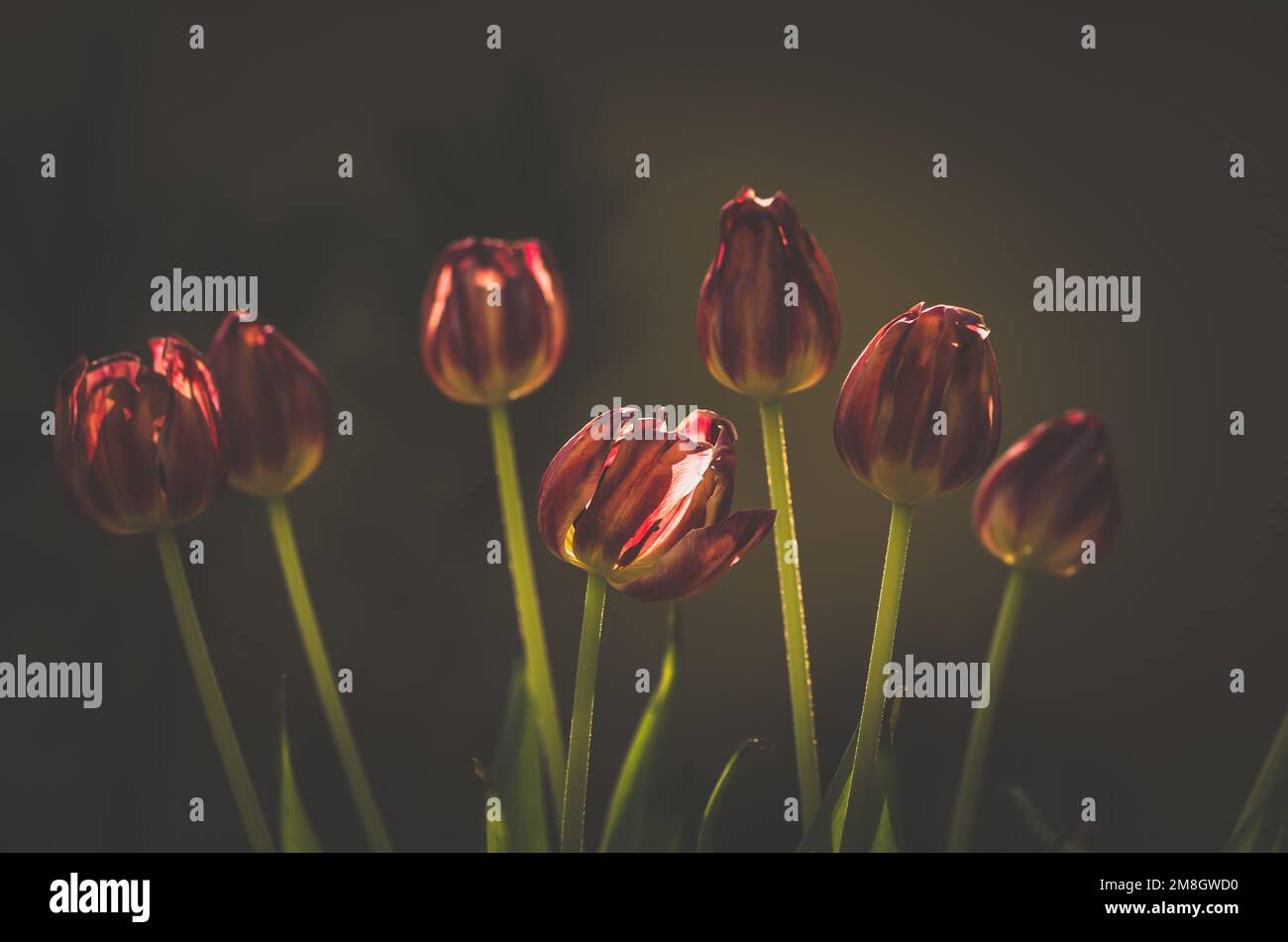 blooming red white tulips with green leaves, sad funeral concept, dark ...