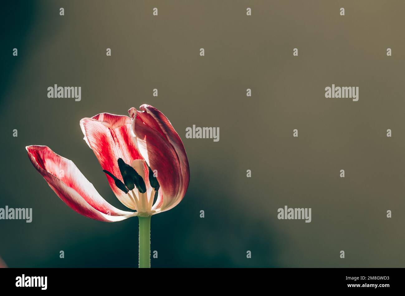 blooming red white tulips with green leaves, sad funeral concept, dark ...