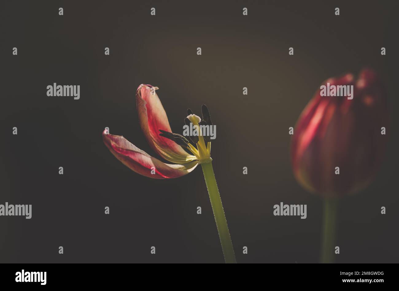 blooming red white tulips with green leaves, sad funeral concept, dark ...