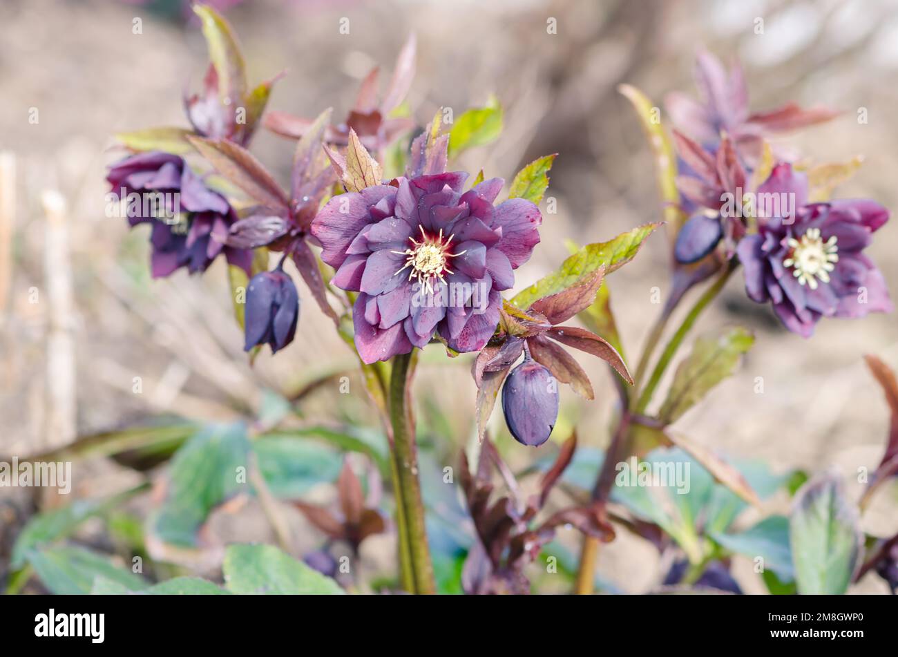 spring colorful helleborus flowers blossoming in green spring garden ...