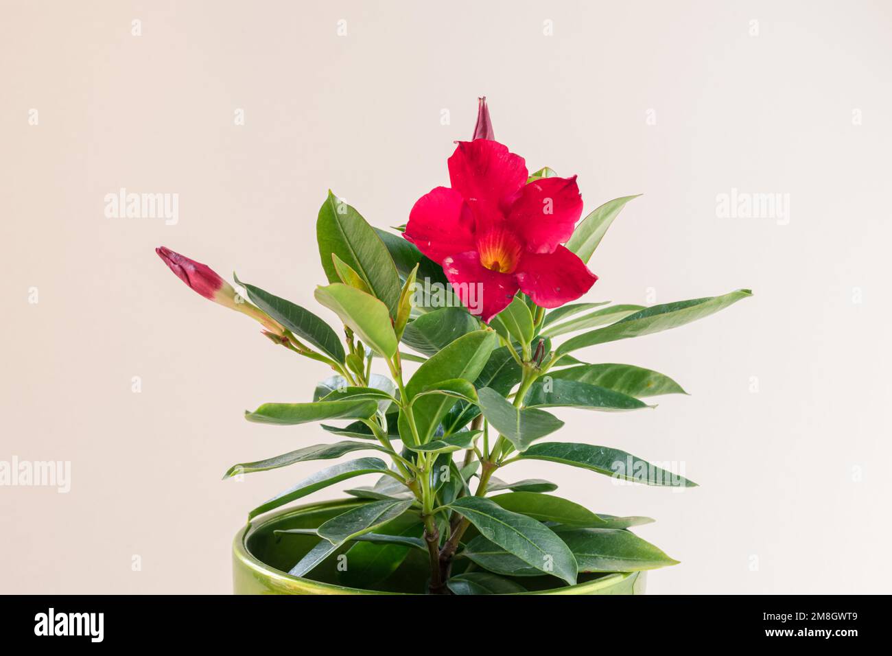 red mandevilla flower in flower pot, white background, isolated Stock ...
