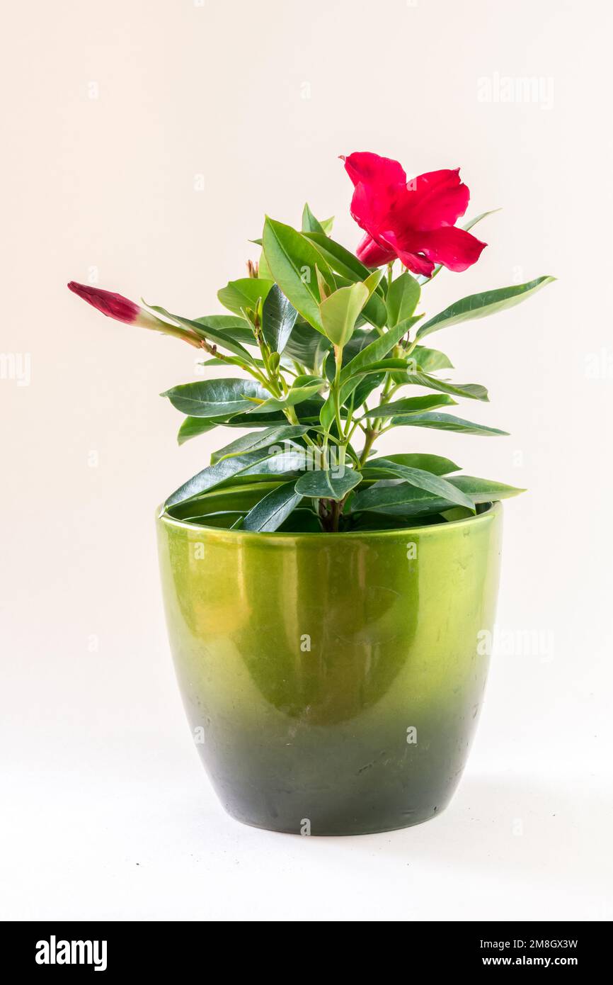 red mandevilla flower in flower pot, white background, isolated Stock ...