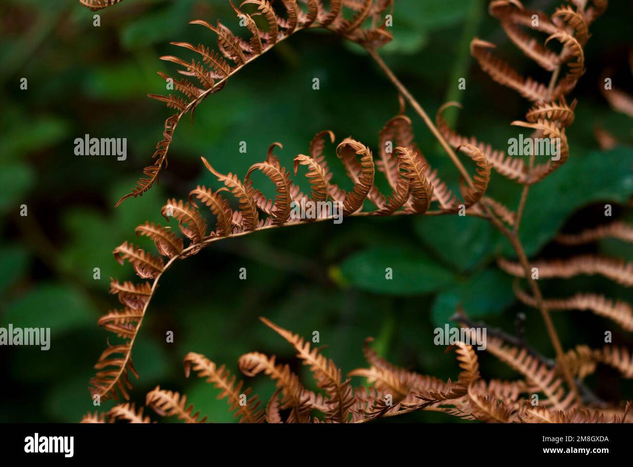 Filicopsida Detail of dry fern leaf in autumn winter rolled up ...