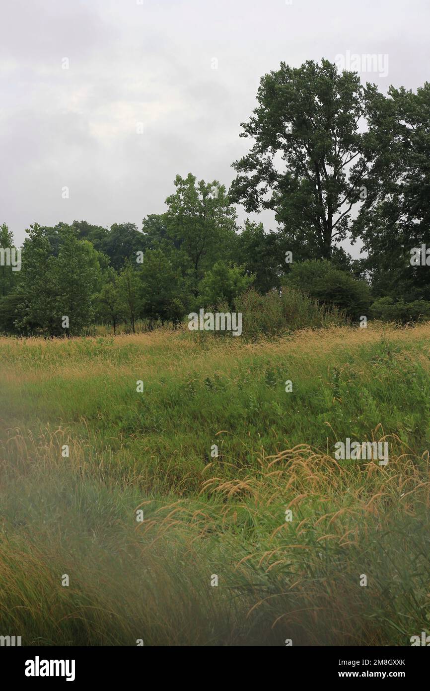 Summer meadow overgrown with lots of leafy plants Stock Photo - Alamy