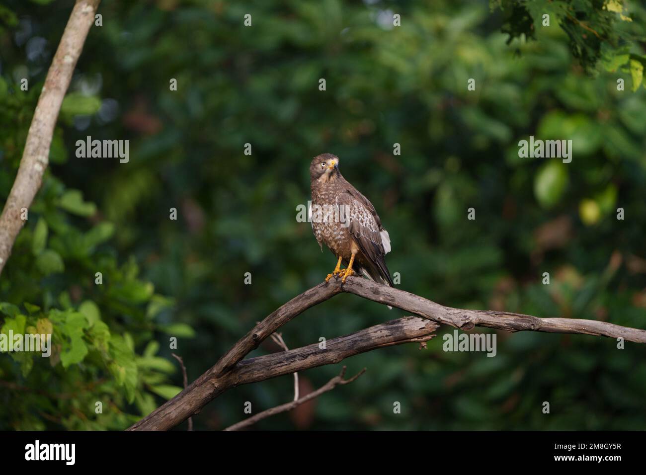 White Eyed Buzzard on a beautiful morning in tadoba national park with ...