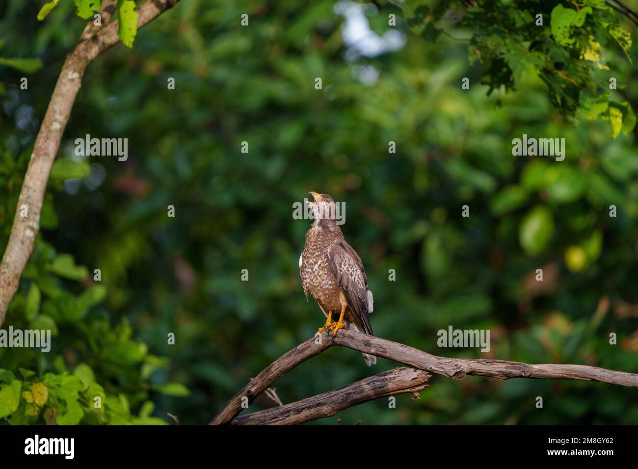 White Eyed Buzzard on a beautiful morning in tadoba national park with ...