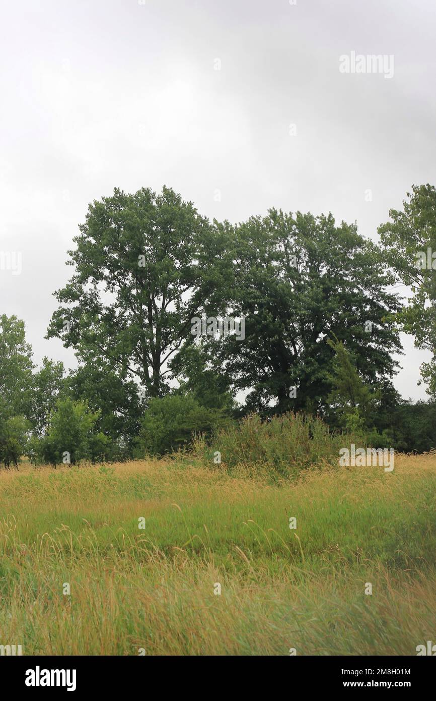 Summer meadow overgrown with lots of leafy plants Stock Photo - Alamy