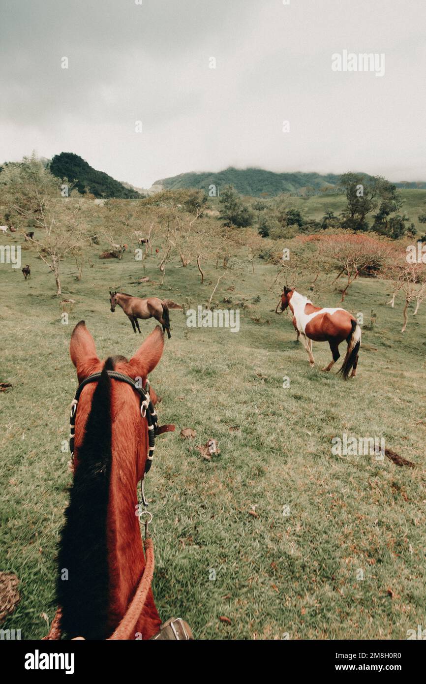 A vertical POV of an equestrian looking at horses in the green field ...